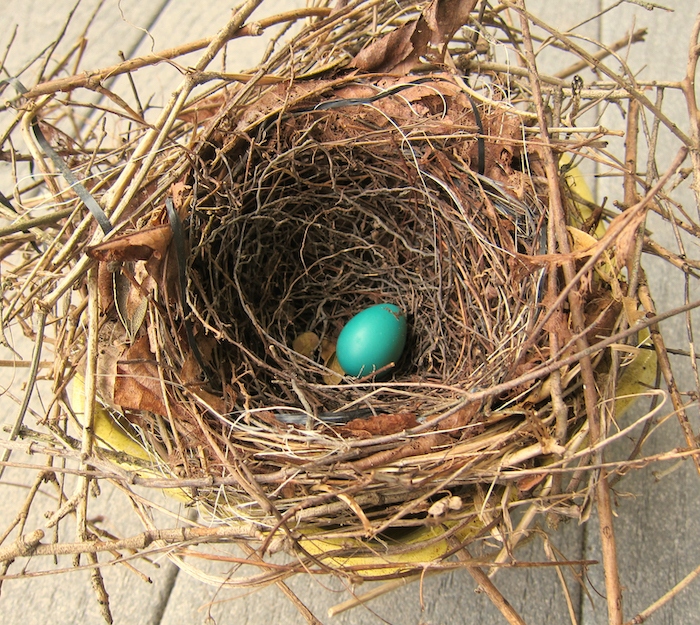 Catbirds, Owls, and Kids' Books - Candice Ransom